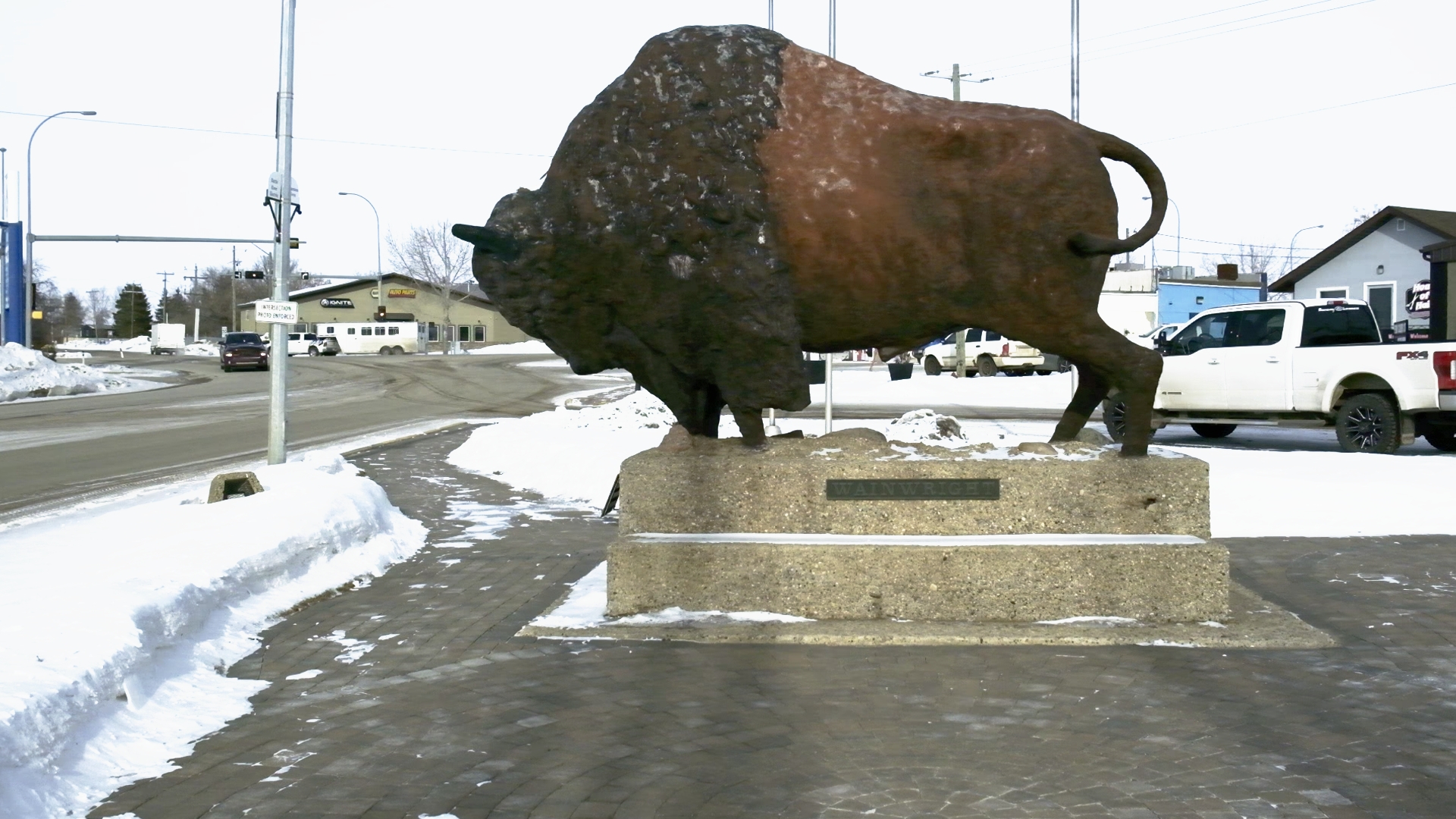 Canada’s Largest Buffalo (bison)